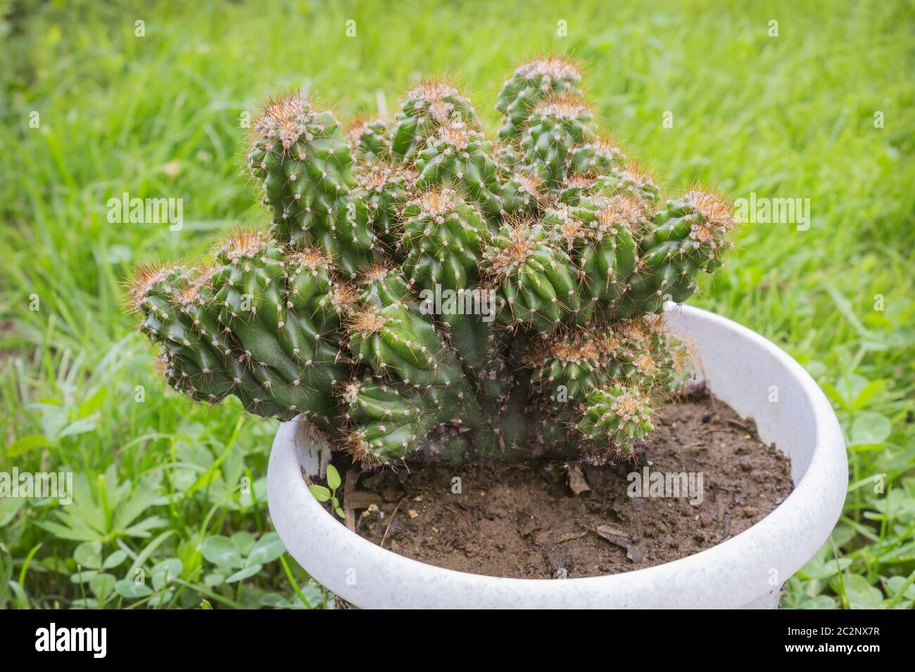 Cactus Cereus Peruvian monstrous form Stock Photo - Alamy