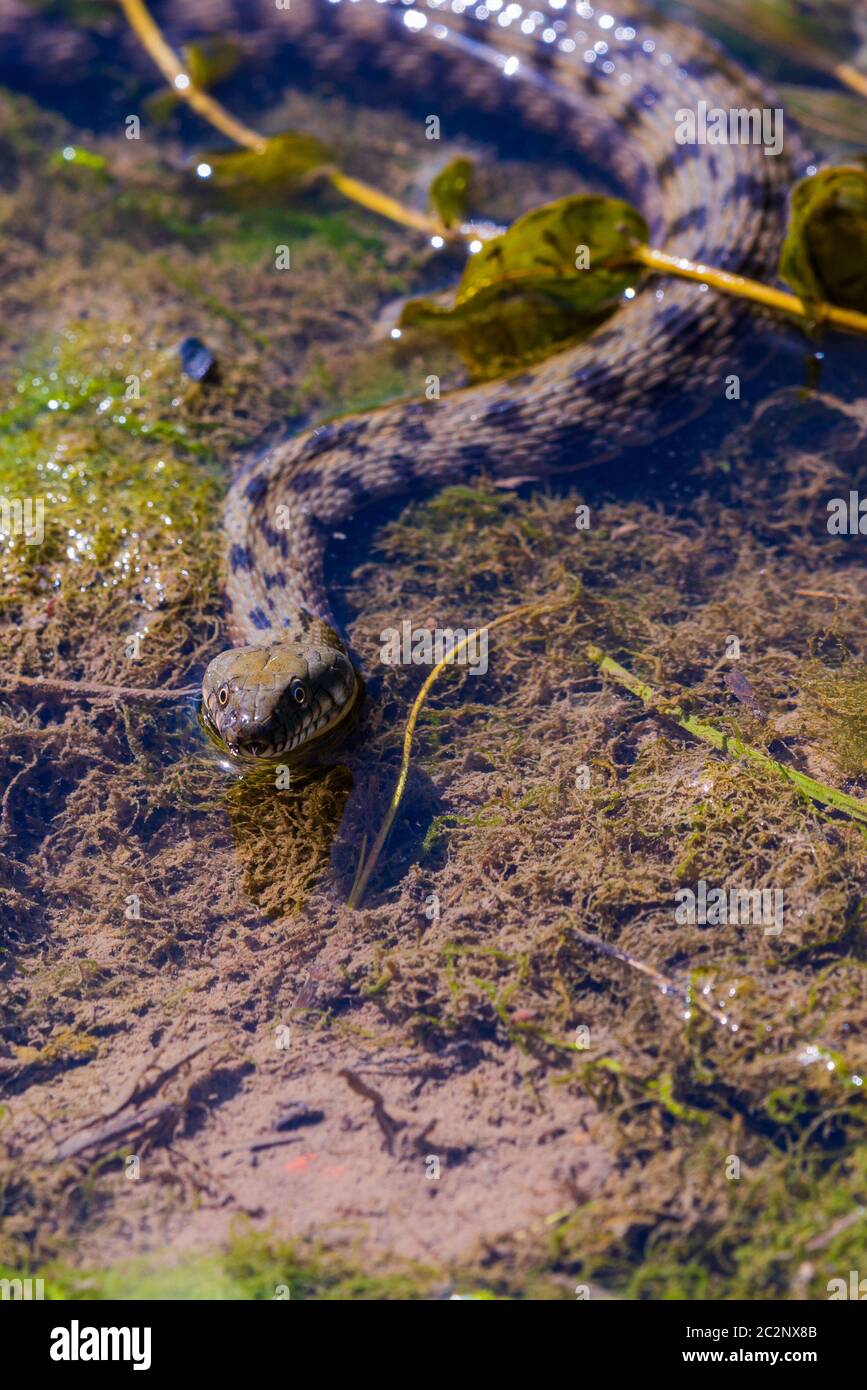 Grass snake floats on the lake with clear water Stock Photo - Alamy