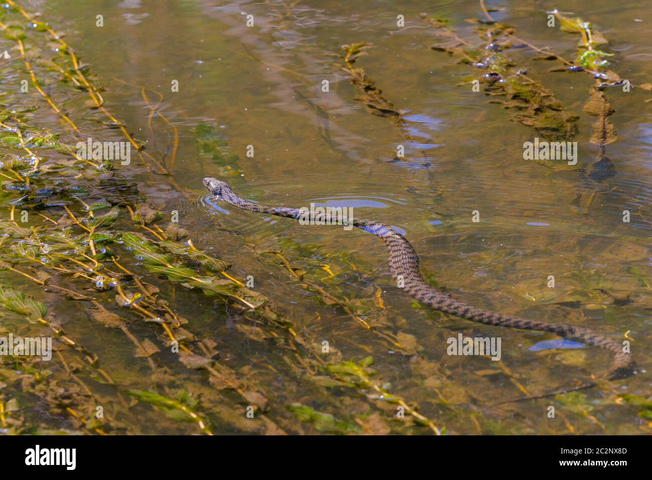 Grass snake floats on the lake with clear water Stock Photo - Alamy