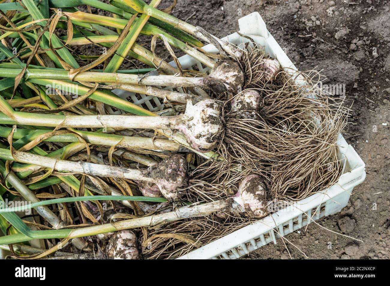 Bunch garlic ground hi-res stock photography and images - Alamy