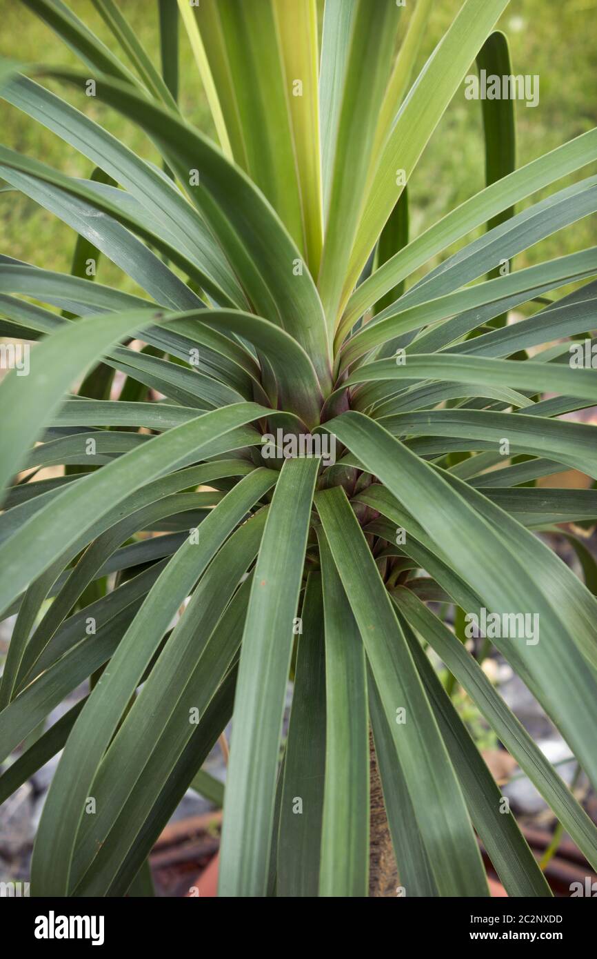 Yucca palm plant fronds hi-res stock photography and images - Alamy