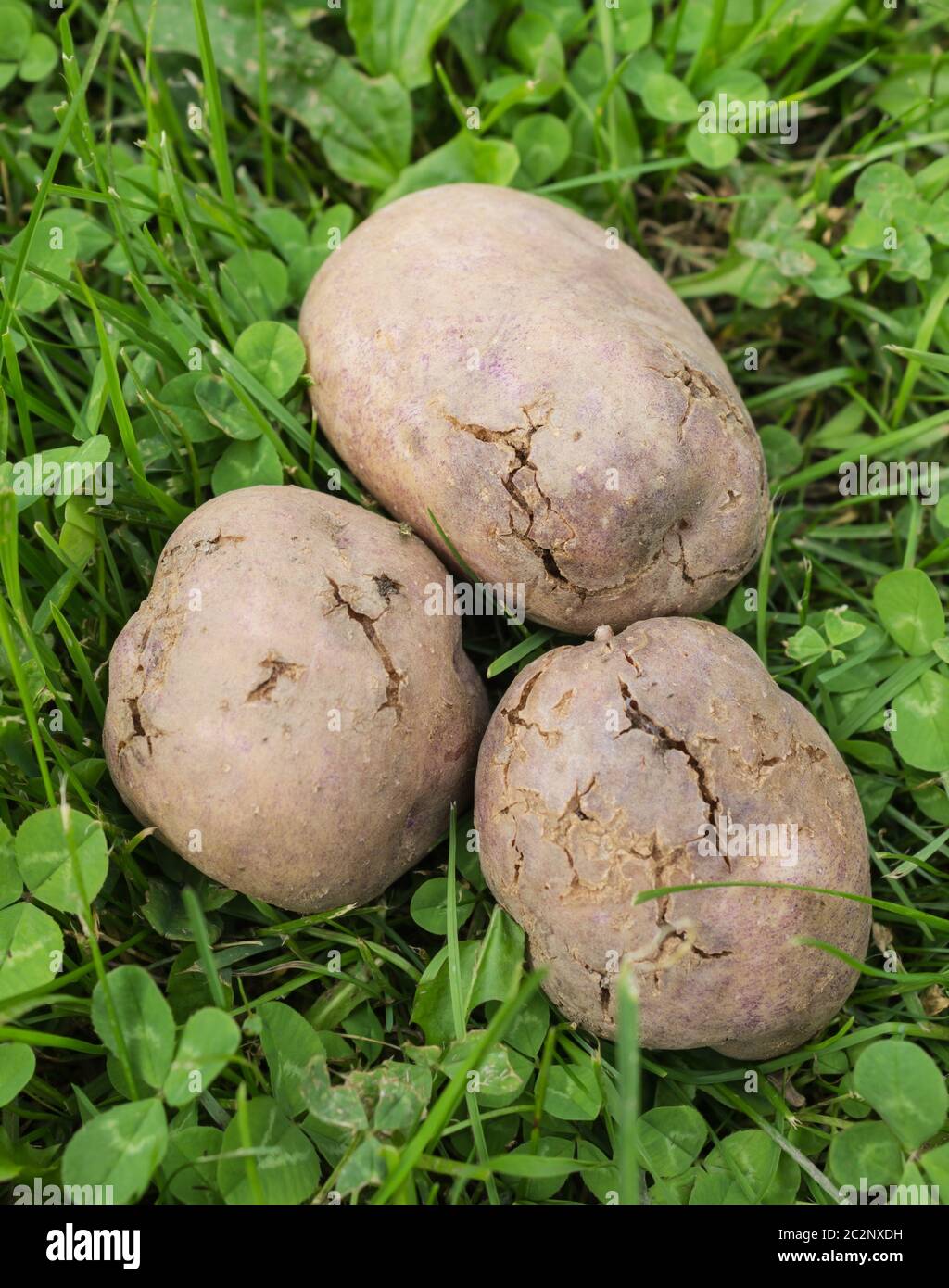 Potato tubers infected with bacterial decay Stock Photo - Alamy