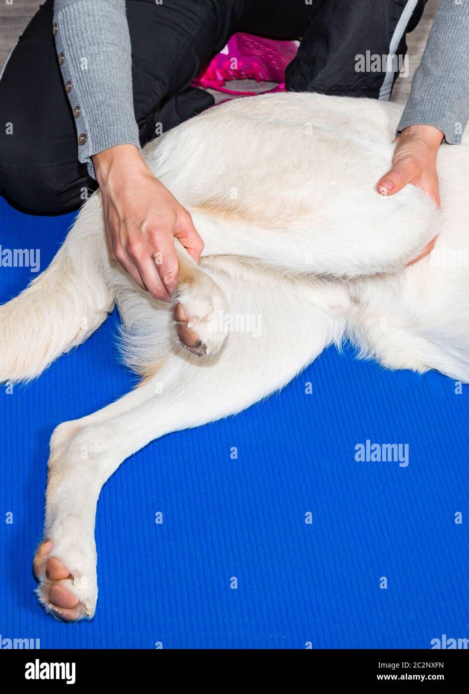 physical treatment of a rear leg in a vets office Stock Photo - Alamy