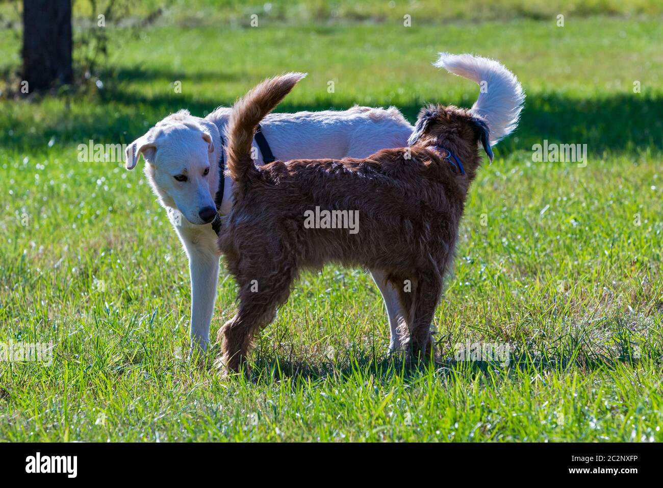 Two dogs sniffing each other hi-res stock photography and images - Alamy