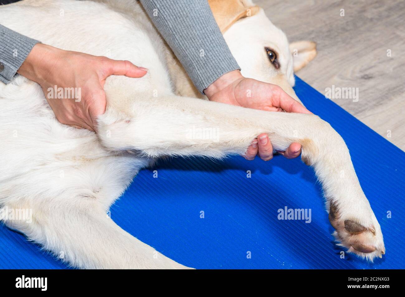 treatment of the front leg of a dog in a vets office Stock Photo - Alamy