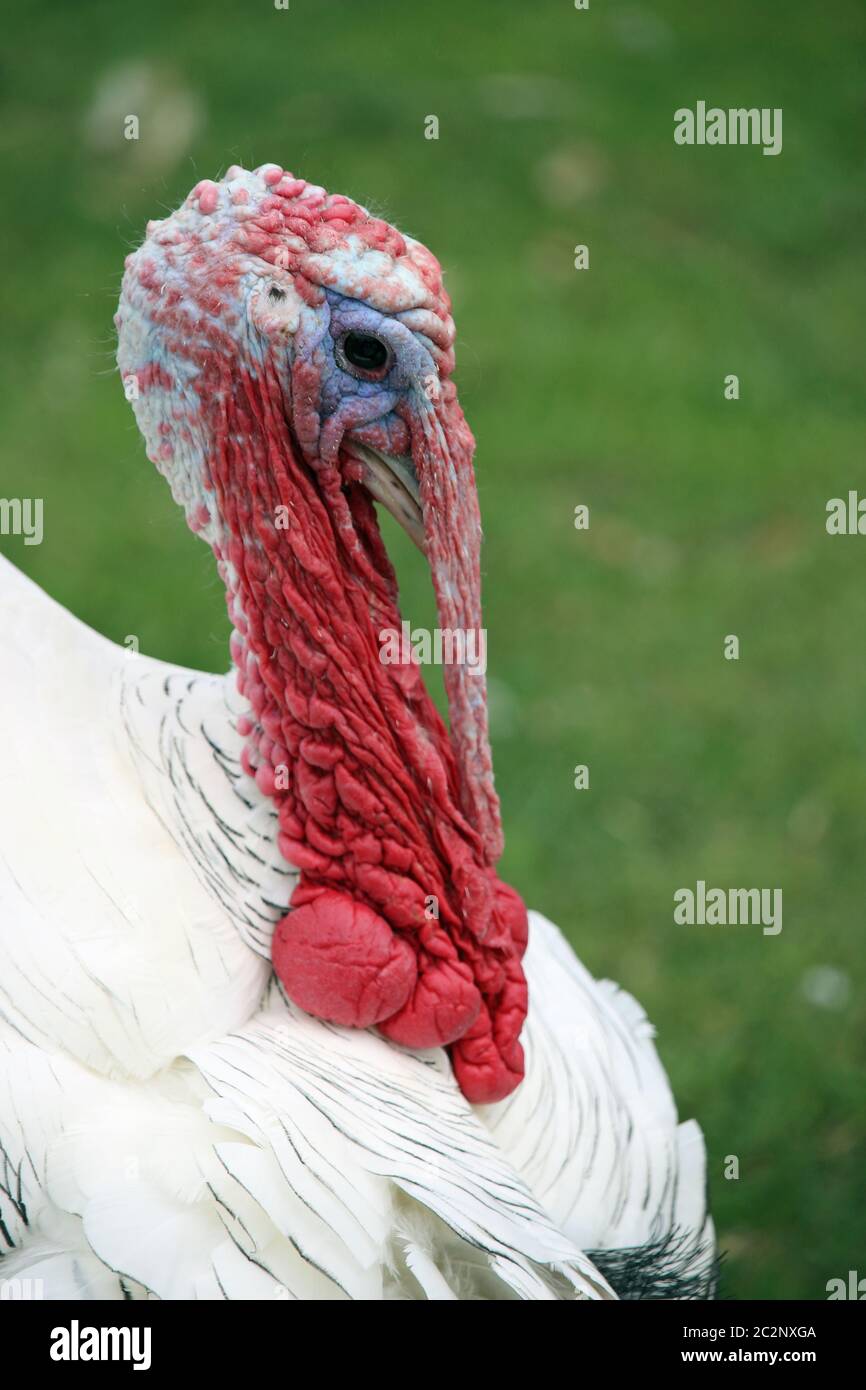 Ornamental turkey, Meleagris gallopavo, royal palm breed male stag with ...