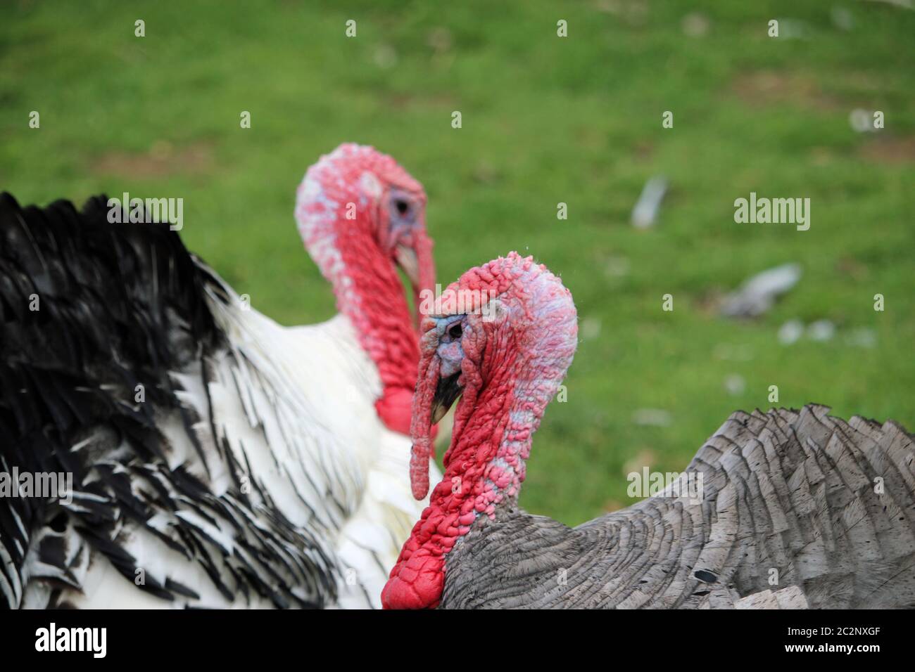 Red Slate Turkey