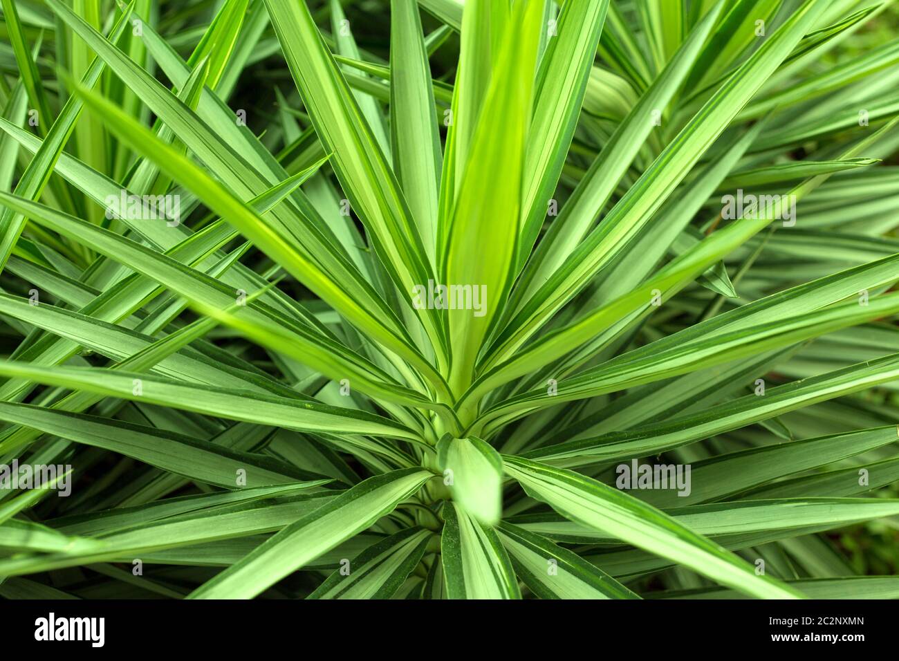 Close up yucca plant. Green grass background Stock Photo - Alamy