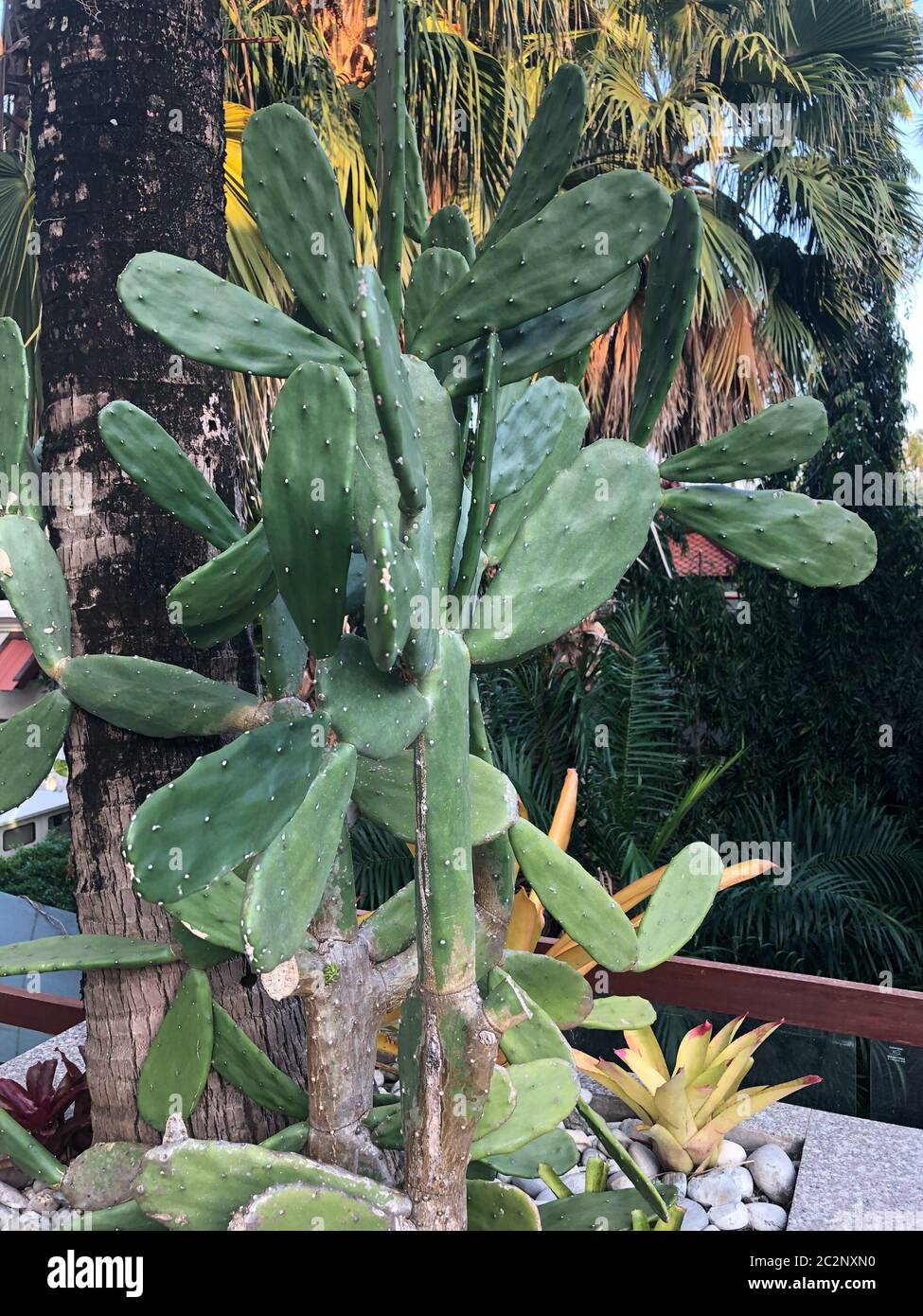 Tropical cacti hi-res stock photography and images - Alamy