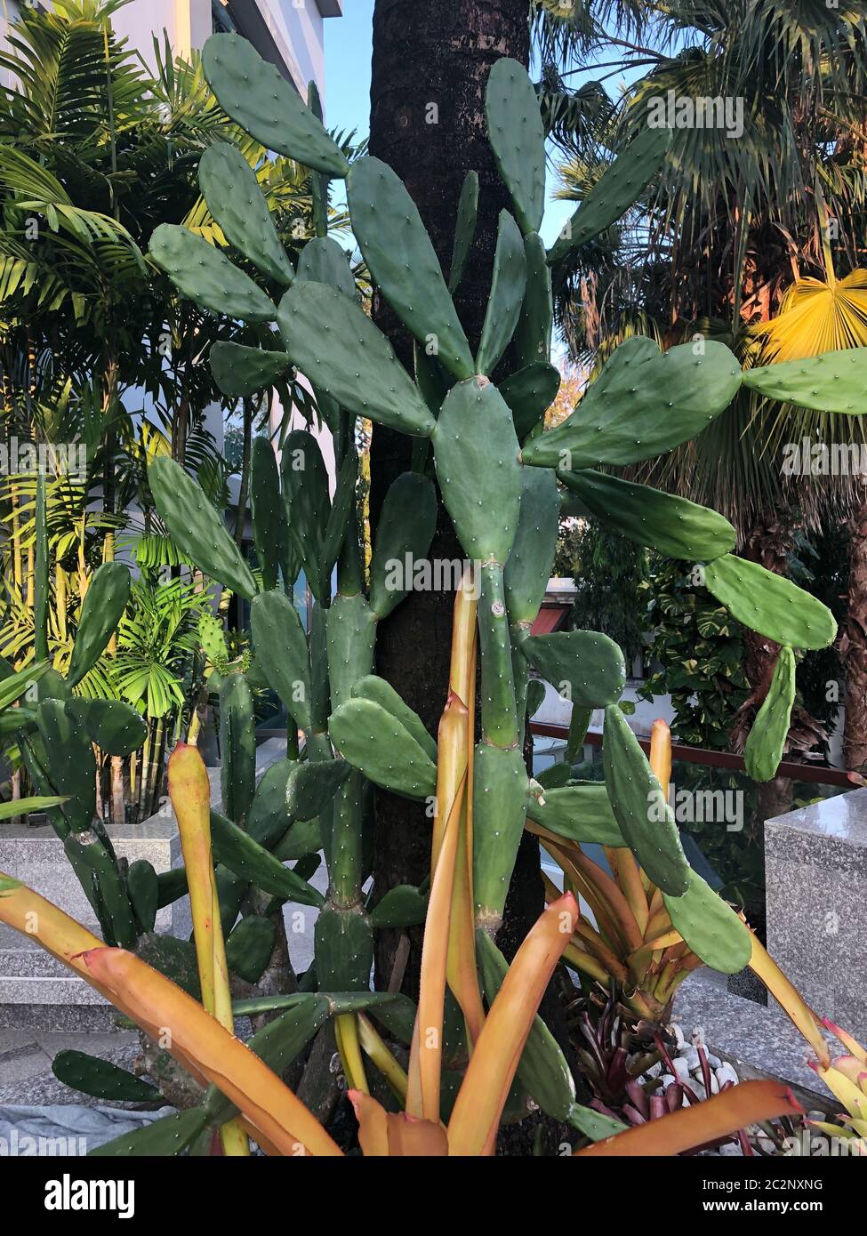tropical cacti in South-East Asia in Thailand Stock Photo - Alamy