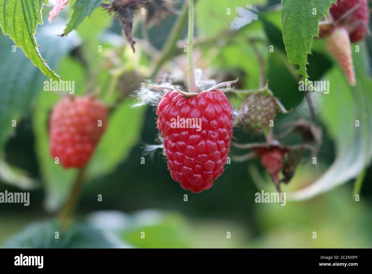 Raspberry, Rubus idaeus, ripe red fruit with others blurred in the ...