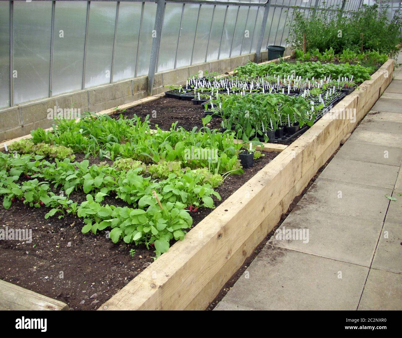 Raised beds in a greenhouse with wooden surrounds and paving slabs ...