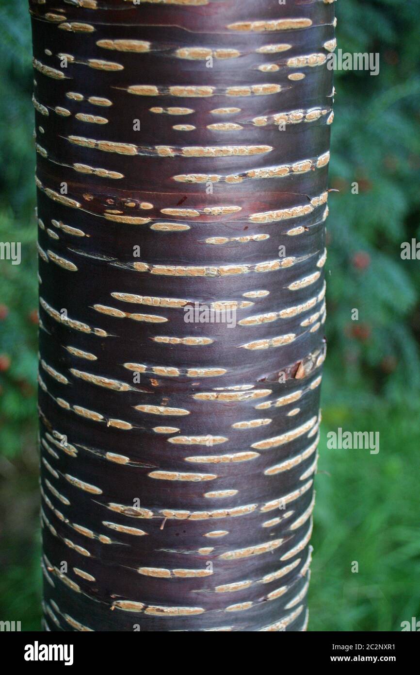 Attractive red bark of the Himalayan cherry (Prunus rufa) tree with ...