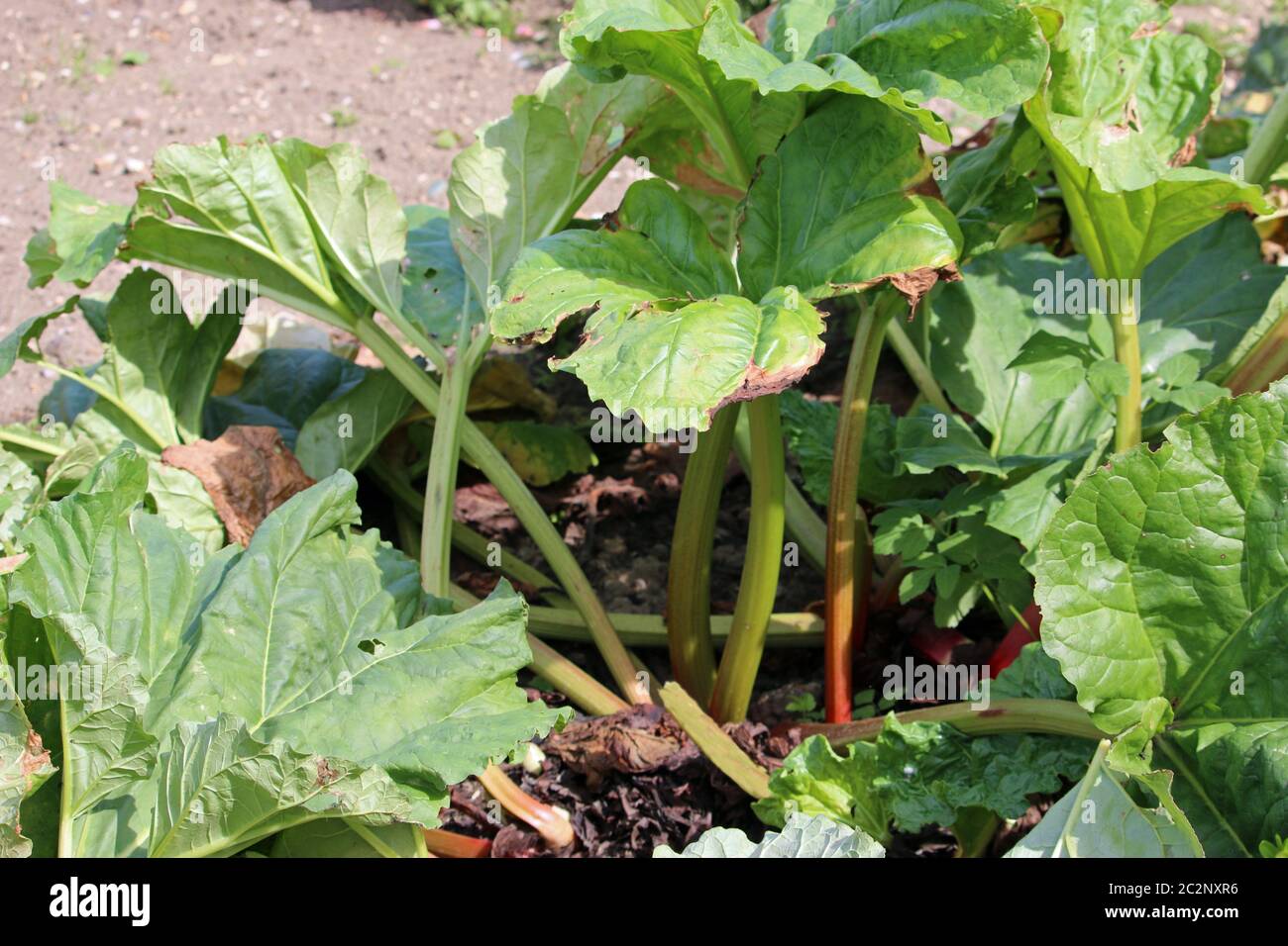 Rhubarb, Rheum x hybridum, crown growing in a garden with both the ...