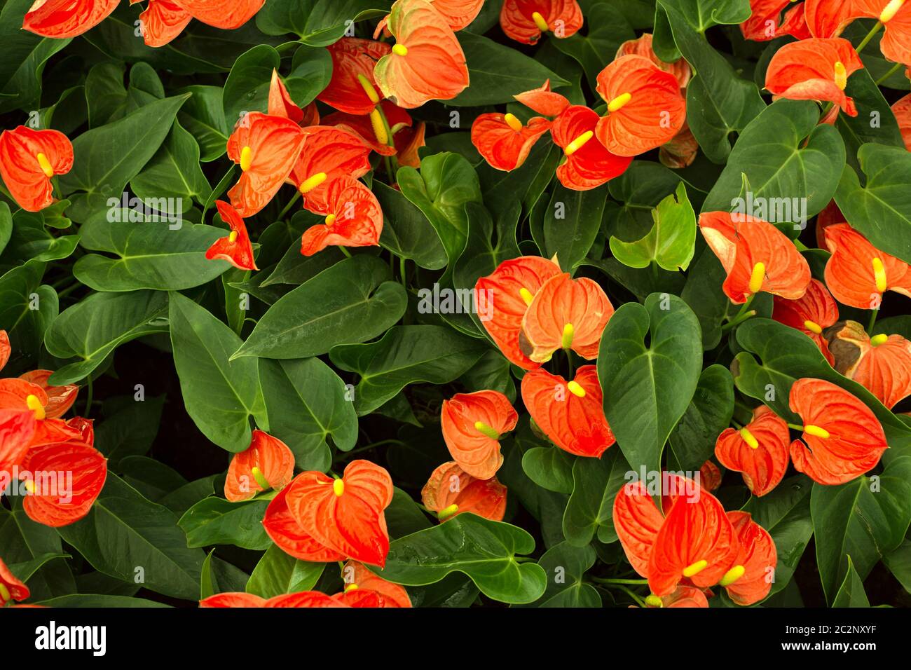 Red anthurium flowers hi-res stock photography and images - Alamy