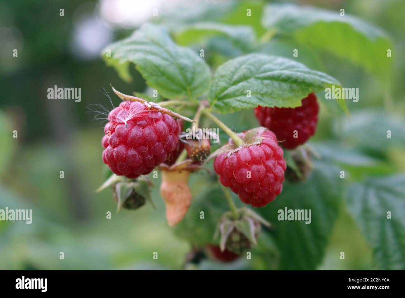 Raspberry, Rubus idaeus, ripe red fruits and already picked ones with ...