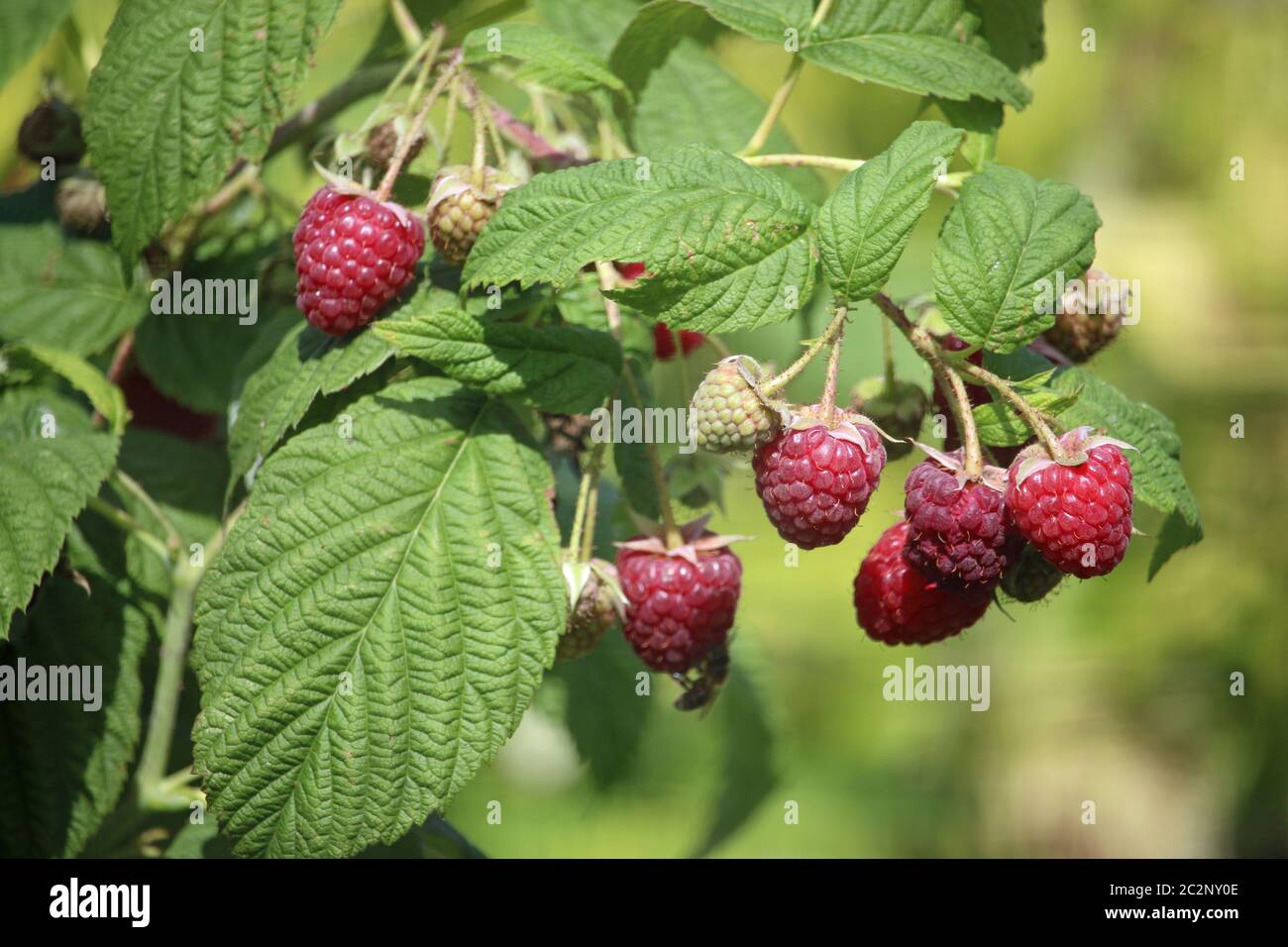 Raspberry, Rubus idaeus, ripe red fruits and unripe green ones with ...