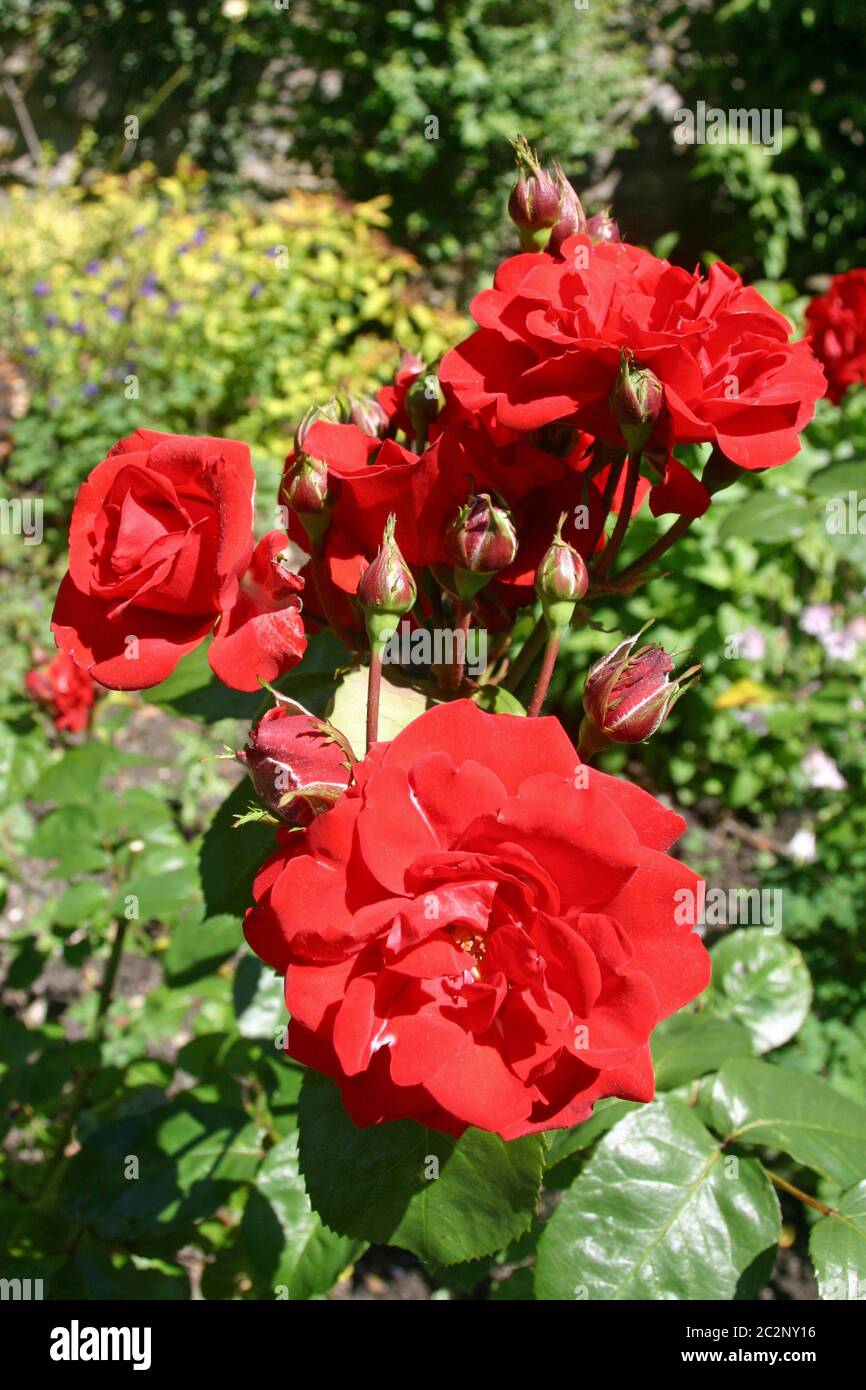 Deep red standard rose flowers with buds. Background of leaves and ...