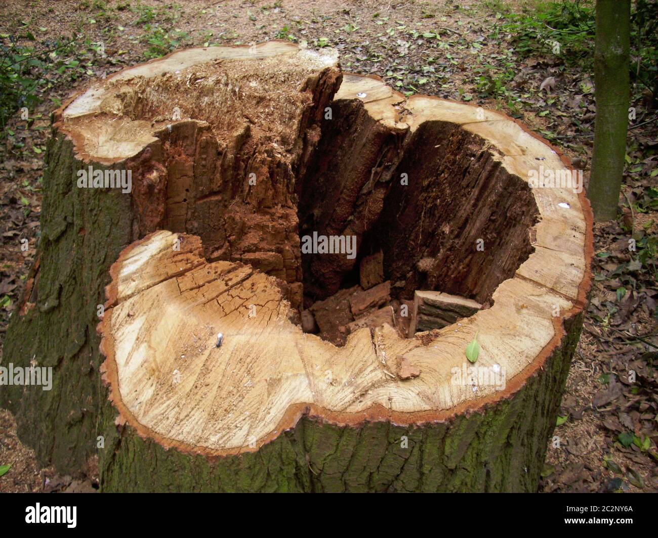 Cut tree stump with decay in the heartwood in the centre of the tree ...