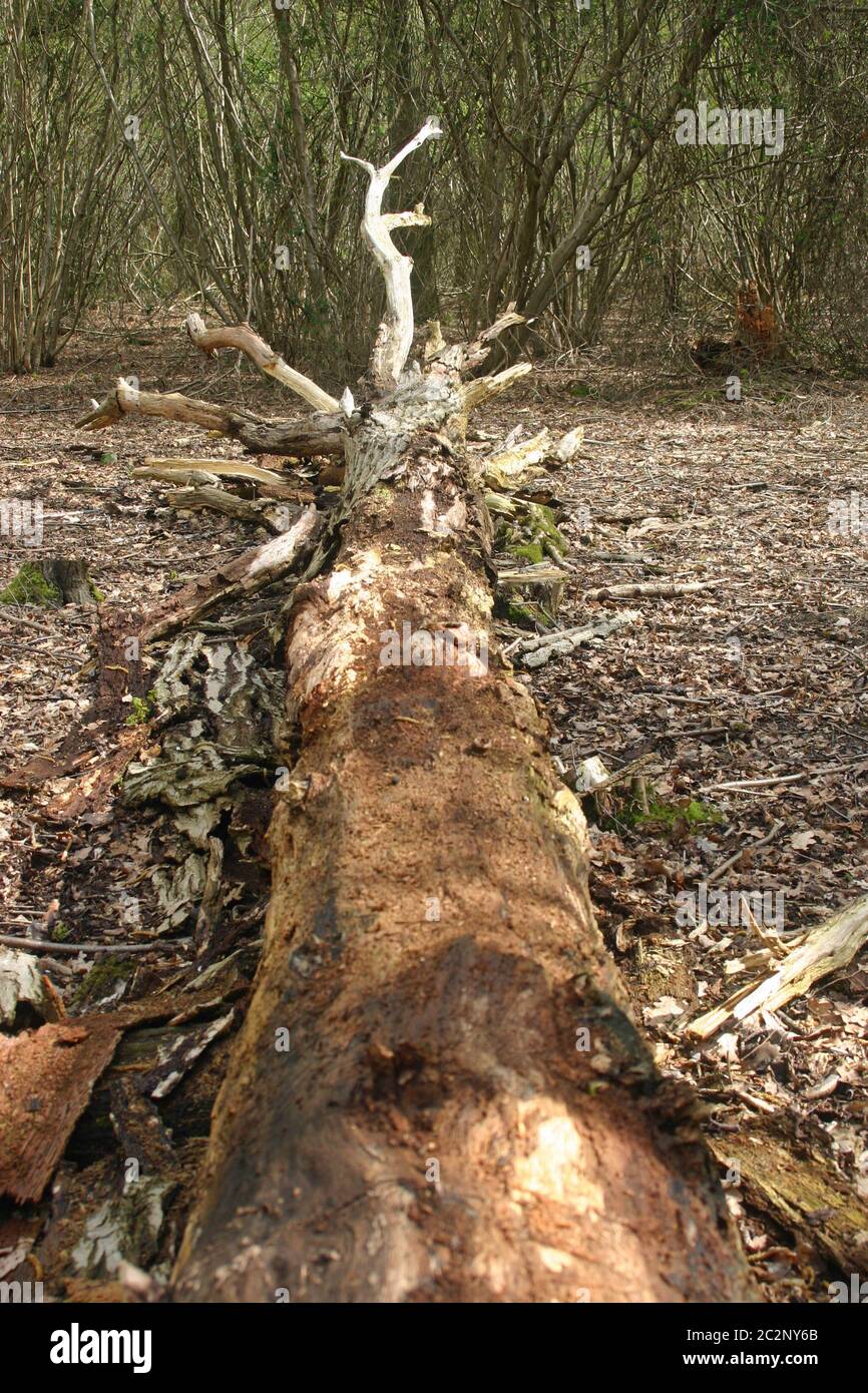 Fallen rotting tree trunk decaying on the woodland floor with broken ...