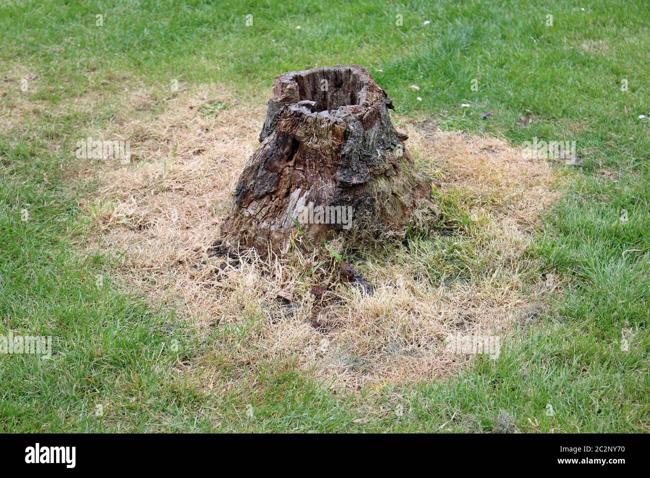 Rotten tree stump with a hollow centre in a park surrounded by a lawn ...