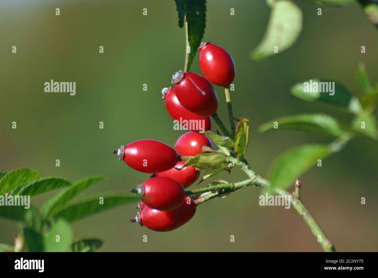 Bunch of red dog rose (Rosa canina) hips on a stalk with leaves and ...