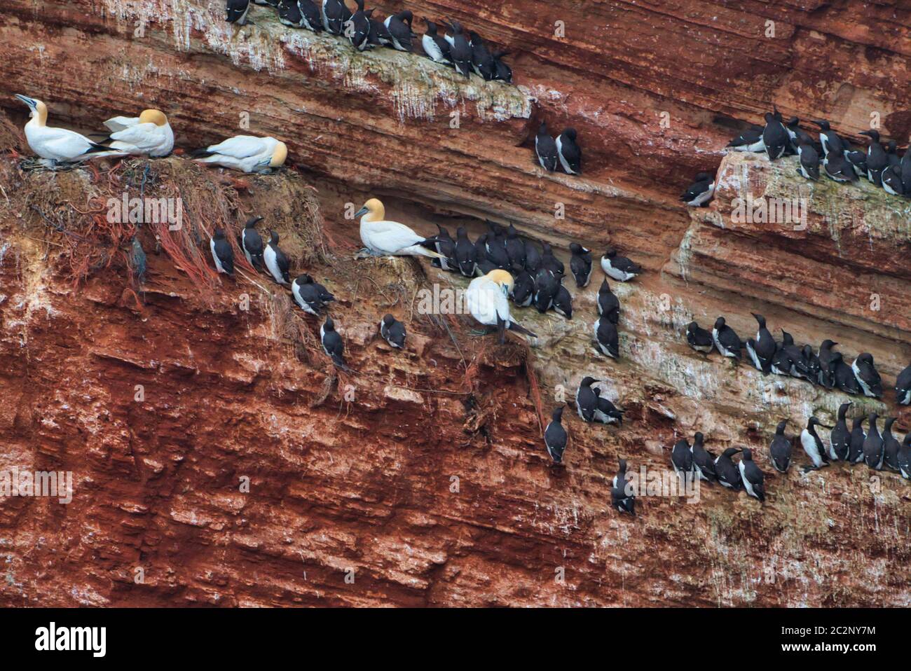 common murre colony - common guillemot on the red Rock in the northsea ...