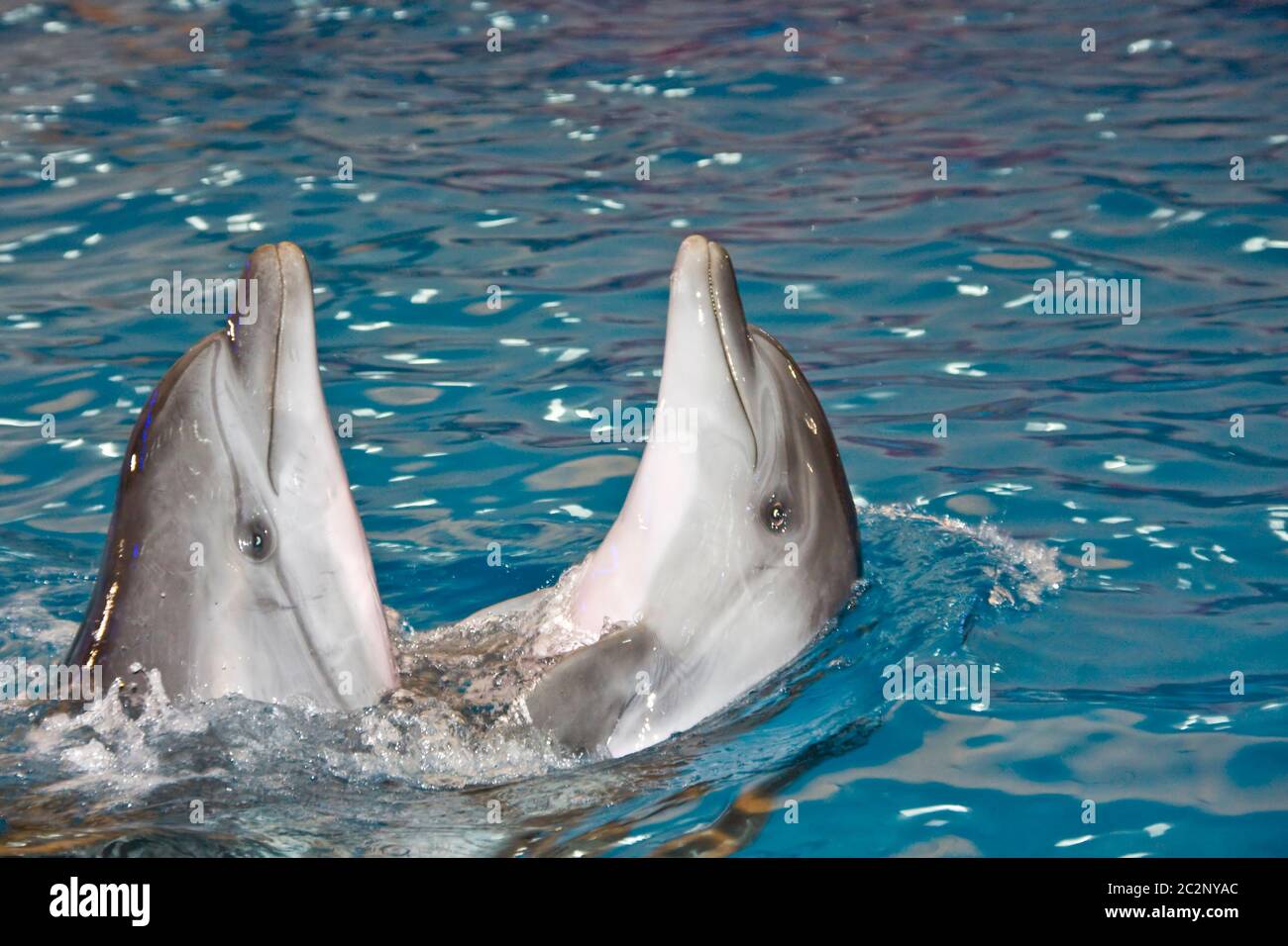Two dancing dolphins Stock Photo - Alamy