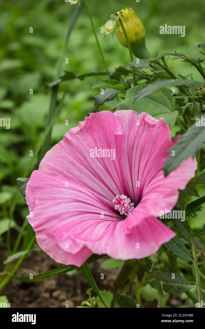 Pink large mallow flower Stock Photo - Alamy