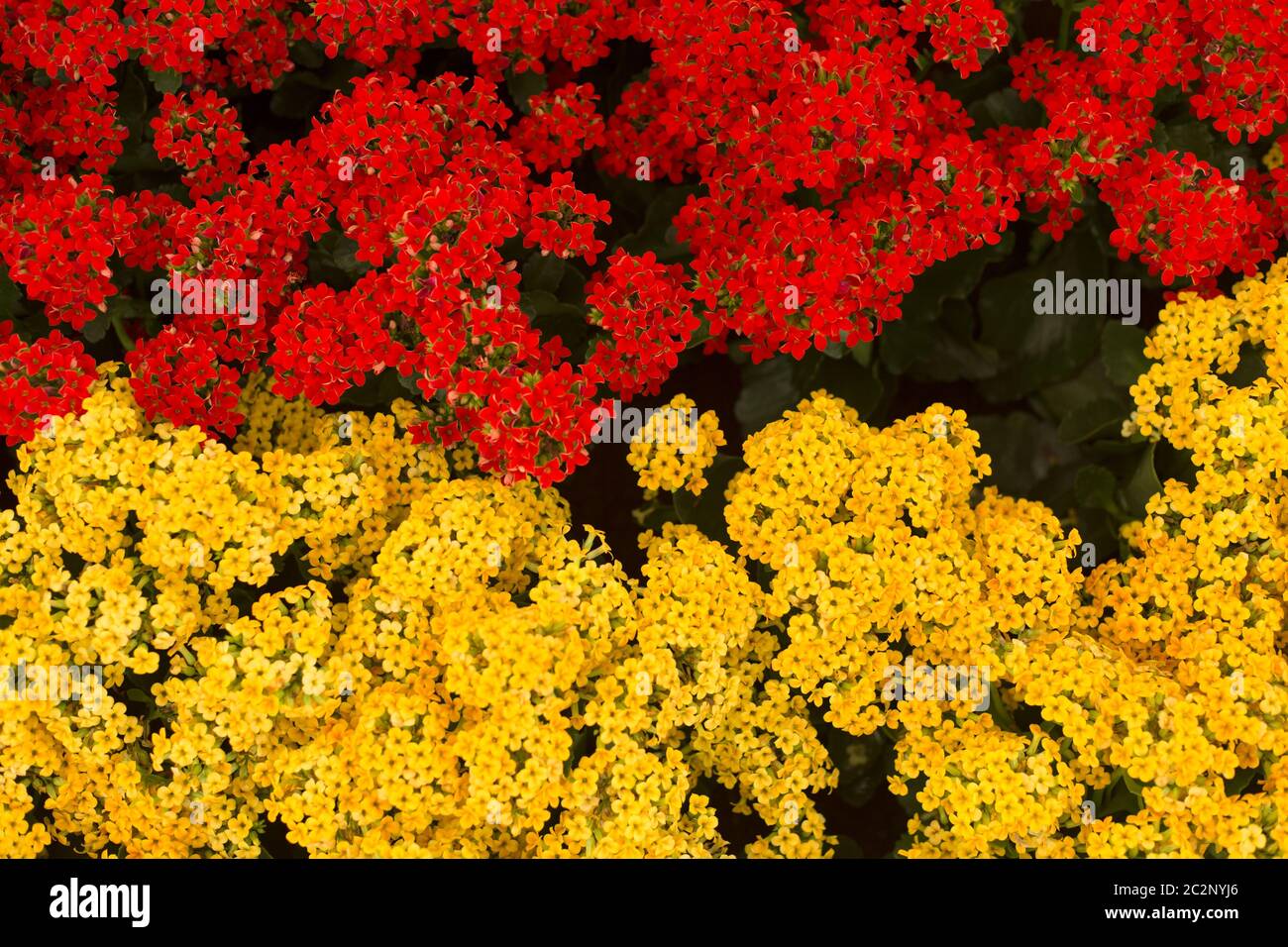 Close up beautiful small red and yellow flowers background Stock Photo ...