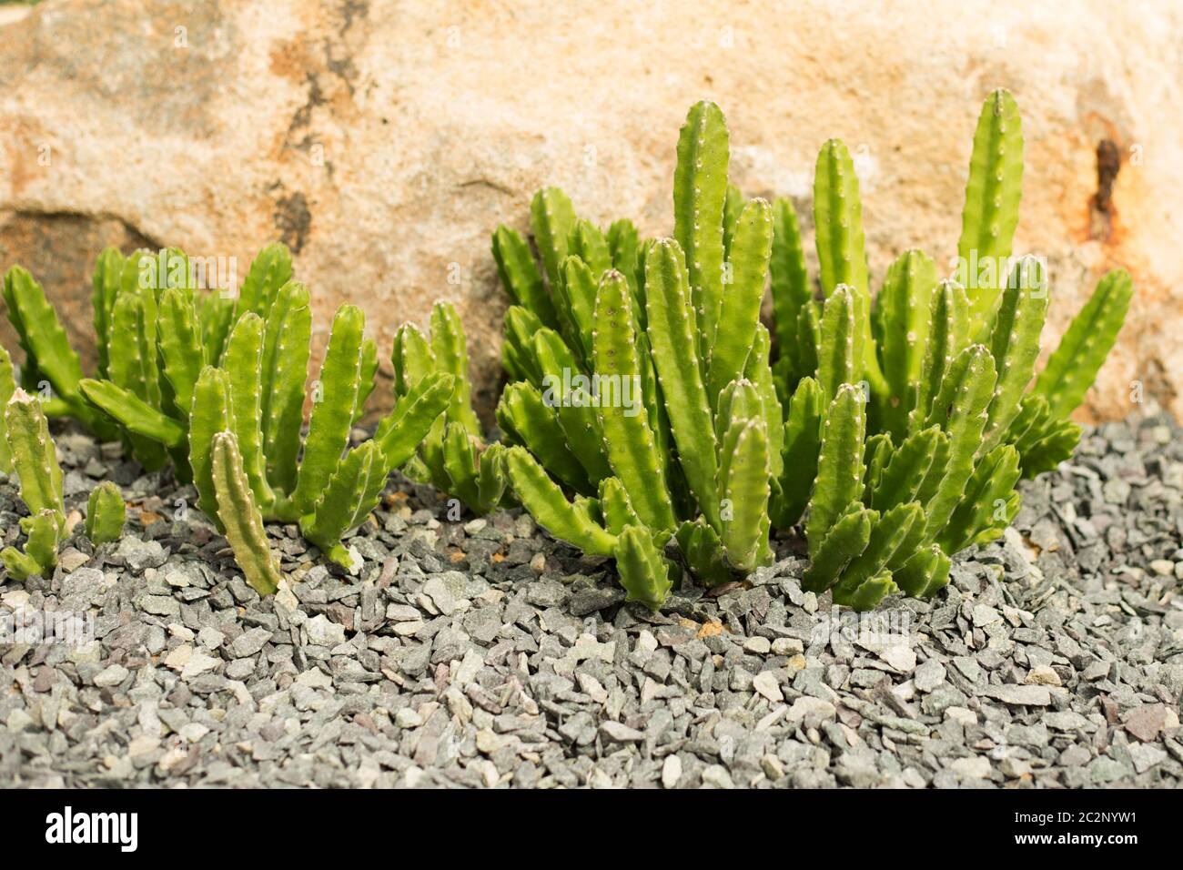 Triangular euphorbia cactus plant on the rock background Stock Photo ...