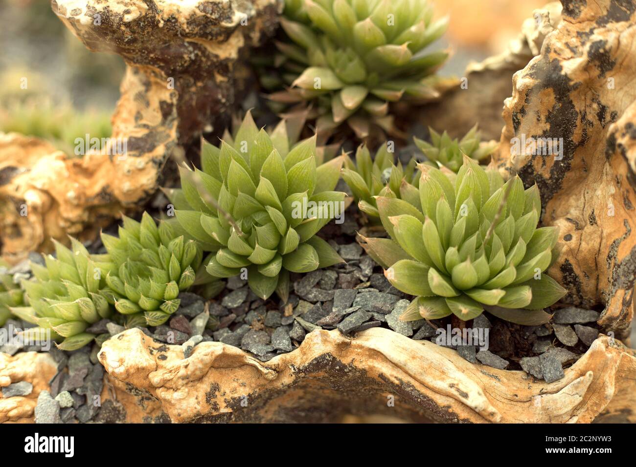 Miniature succulent plants garden in the snag Stock Photo - Alamy