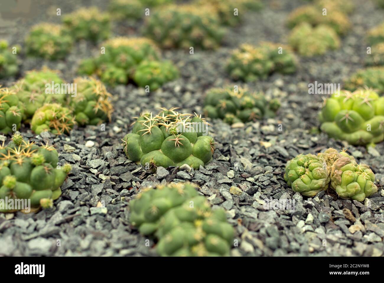 Green cacti field on blur background Stock Photo - Alamy