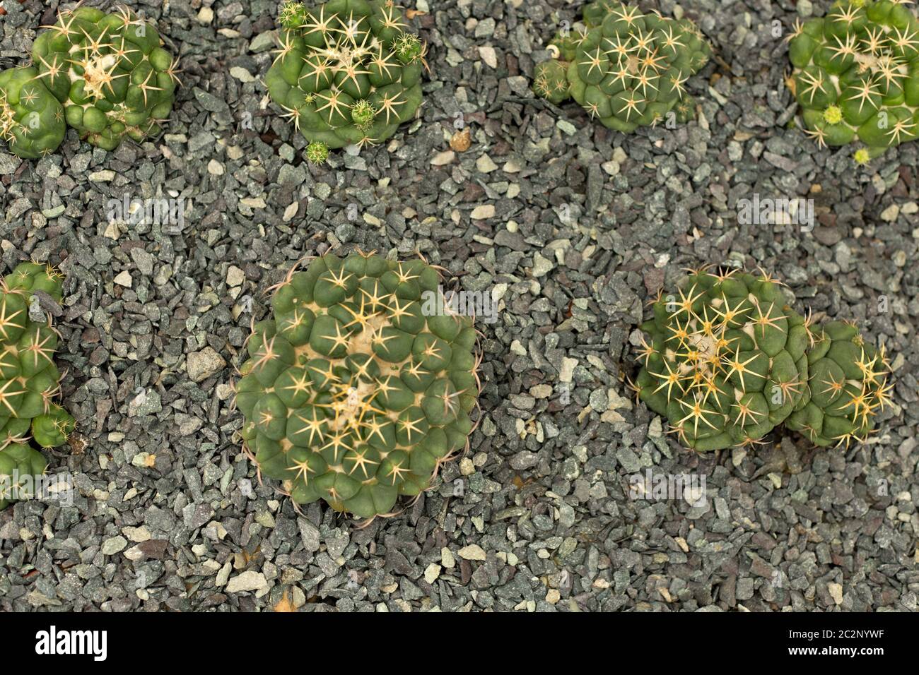 Green cacti field on blur background Stock Photo - Alamy
