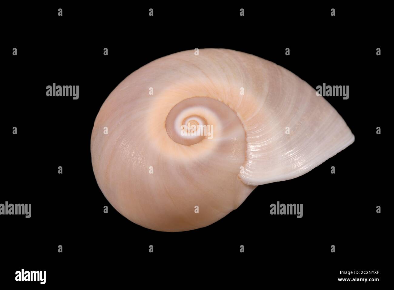 Single sea shell of marine snail isolated on black background, close up ...