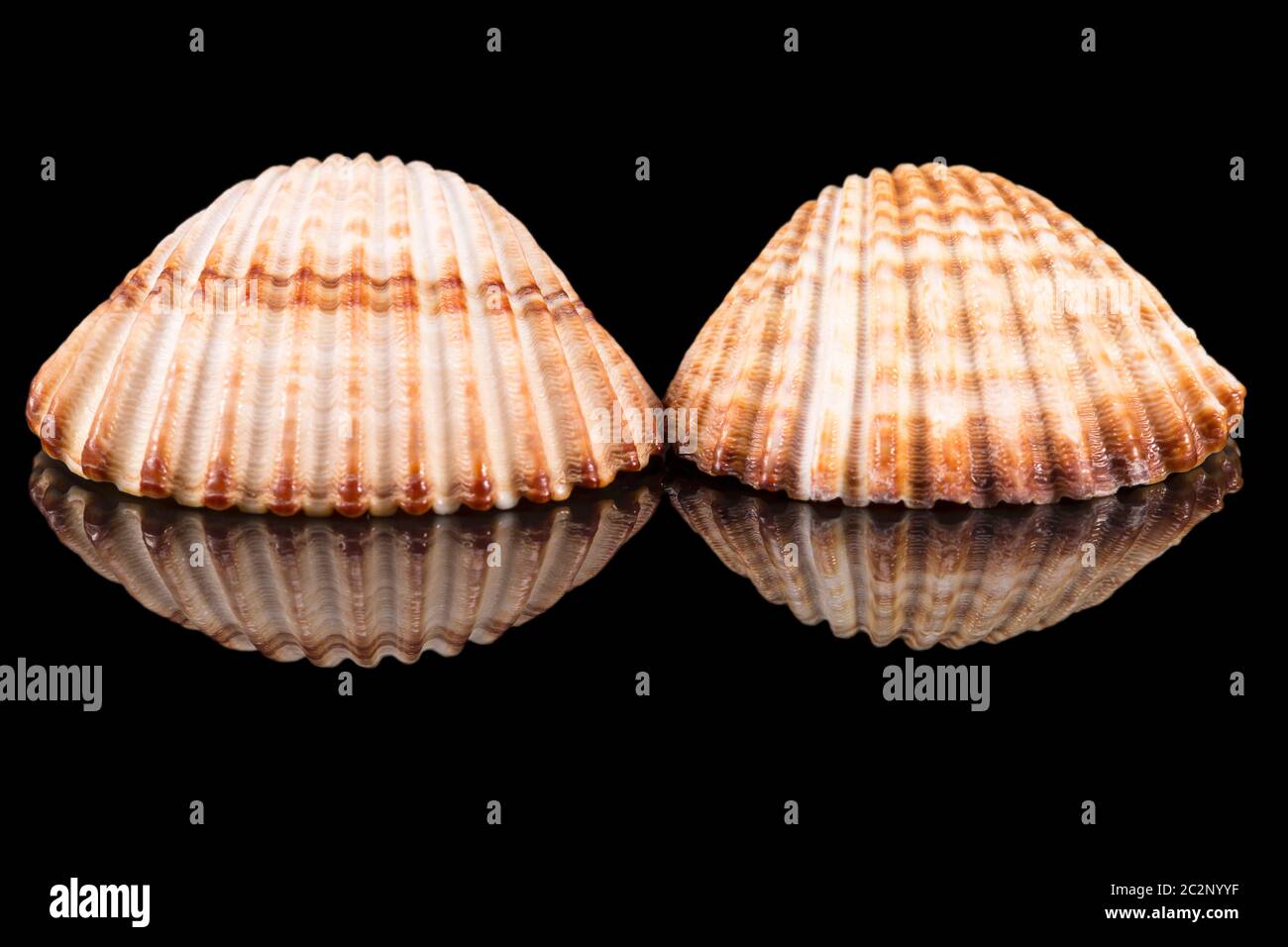 Two sea shells of bivalvia isolated on black background, mirror ...