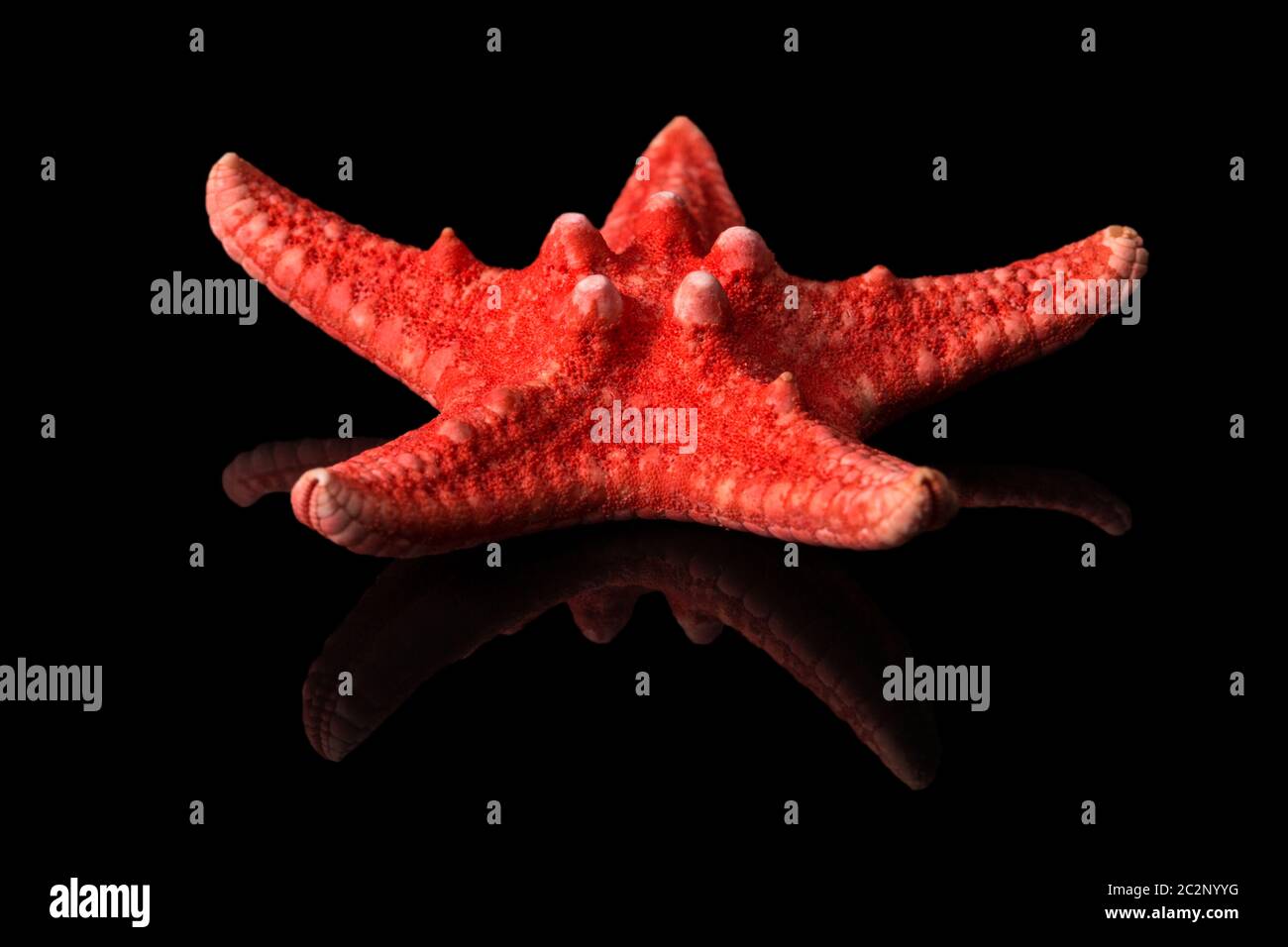 Single sea shell of red sea star isolated on black background, mirror ...