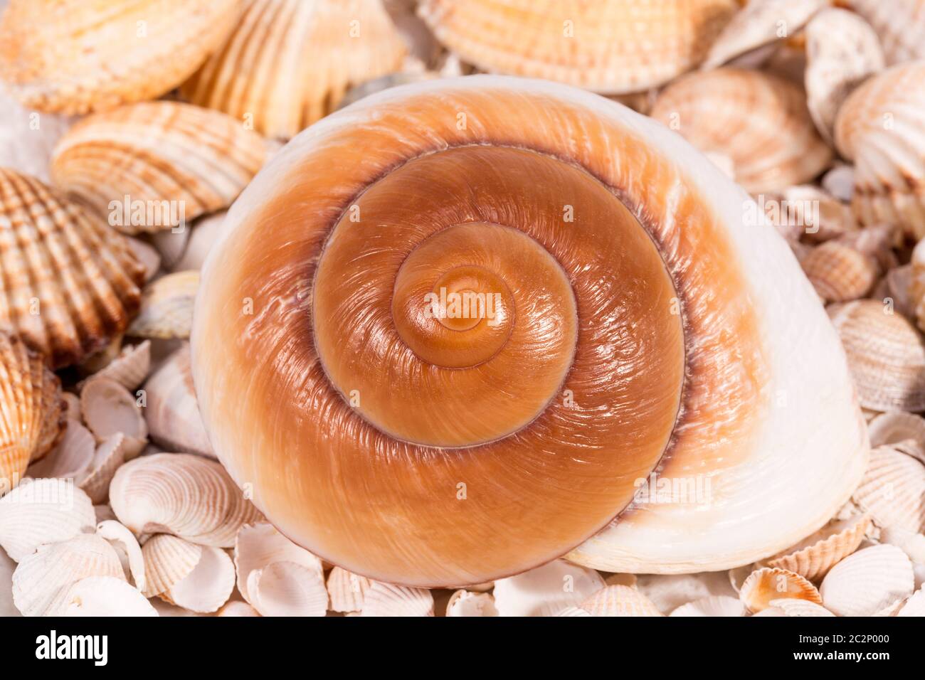 Various sea shells hi-res stock photography and images - Alamy