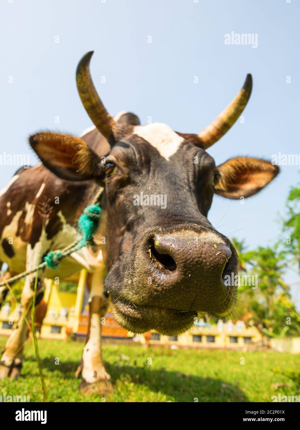 Cow funny face closeup, Ceylon. Sacred animal in bubbhism religion ...