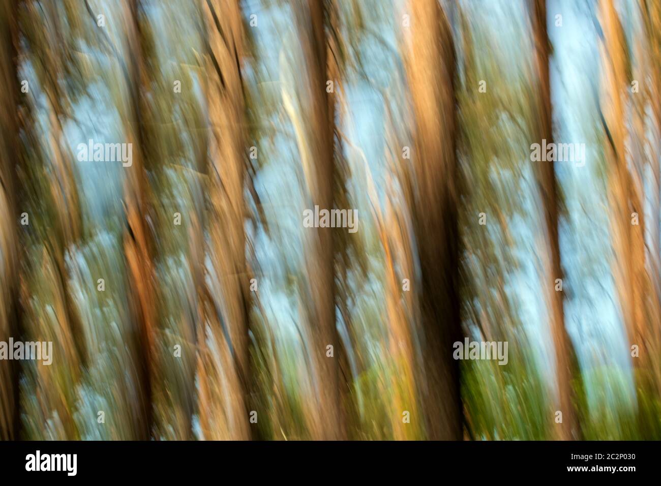Blurred Trees 021 Stock Photo - Alamy