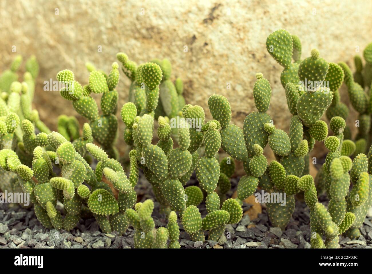 Green cactus plant on the rock background Stock Photo - Alamy