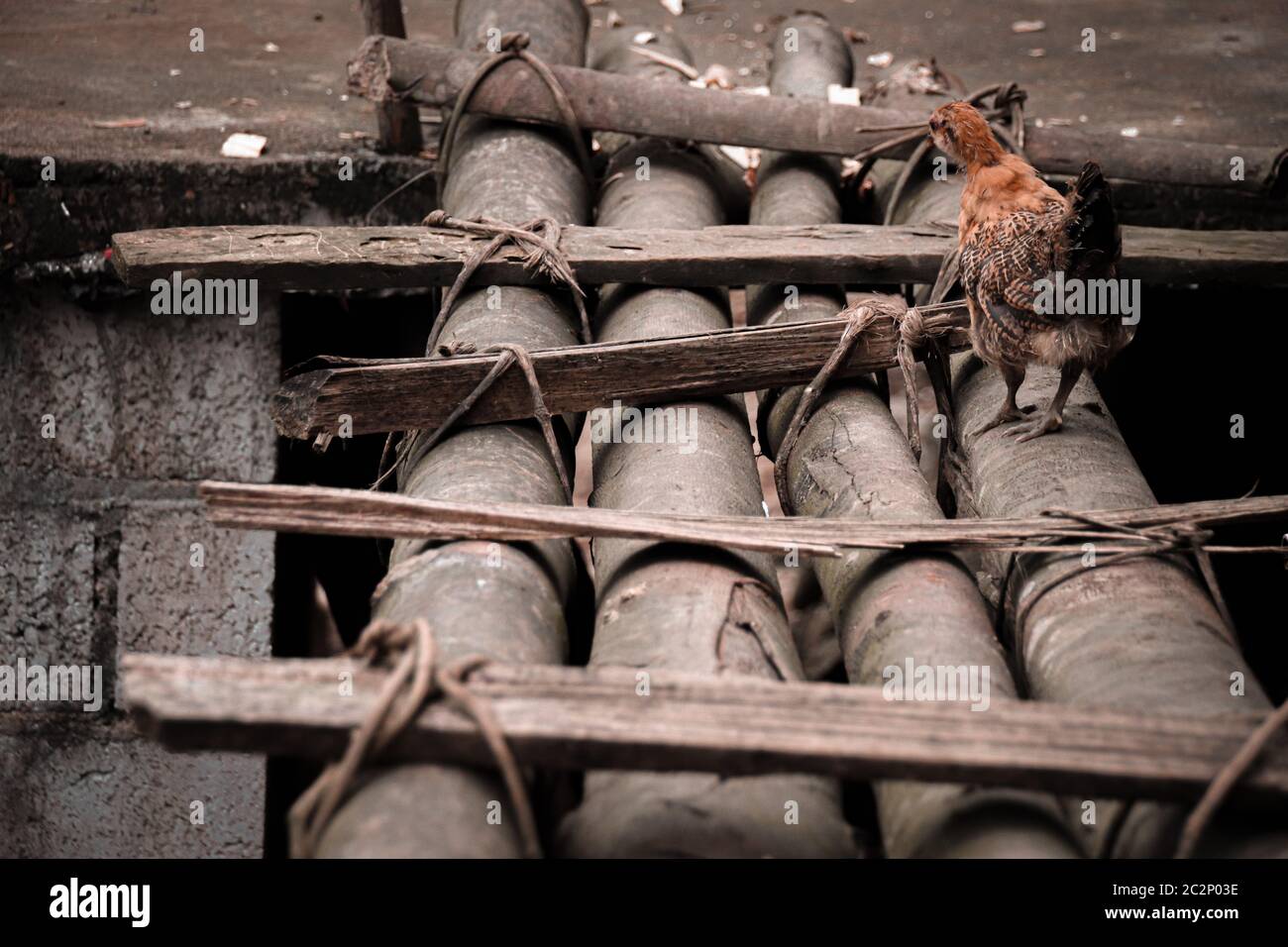 Free range chicken wandering around the village of Bac son, Vietnam ...