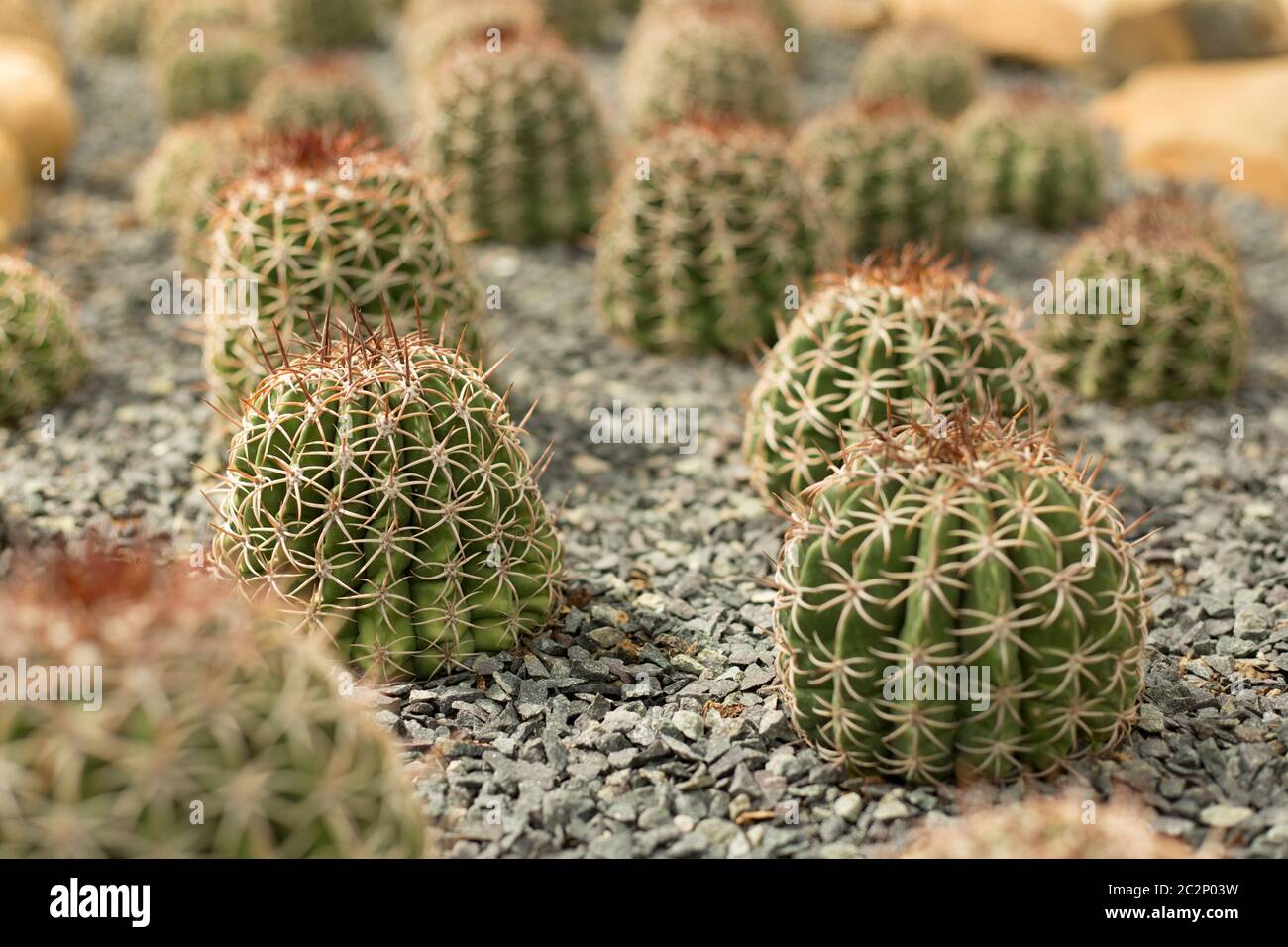 Green cacti field on blur background Stock Photo - Alamy