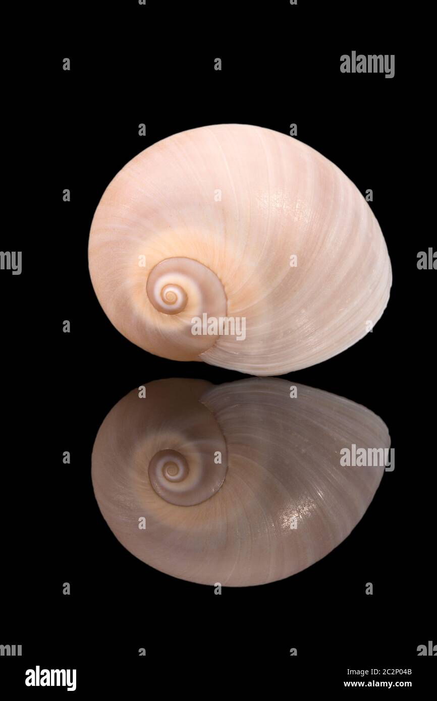 Single sea shell of marine snail isolated on black background, mirror ...