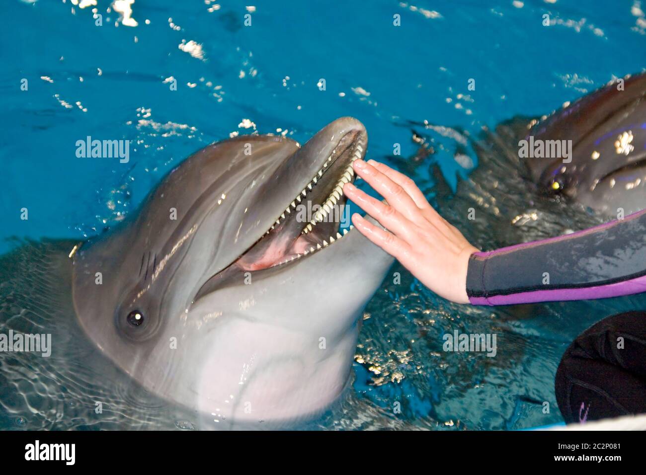 Smiling dolphin and trainer hand Stock Photo - Alamy