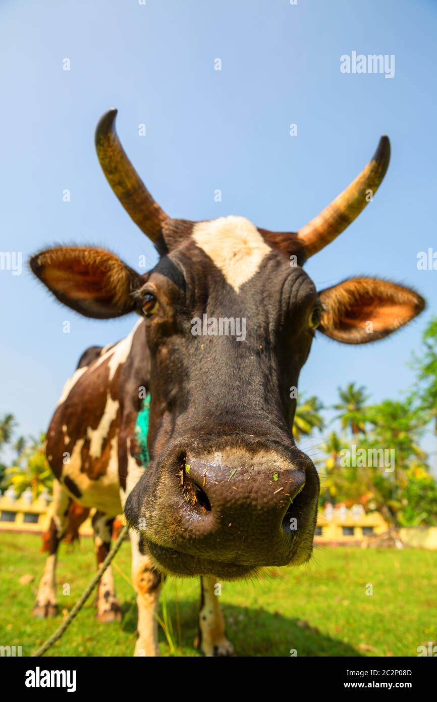 Cow funny face closeup, Ceylon. Sacred animal in bubbhism religion ...