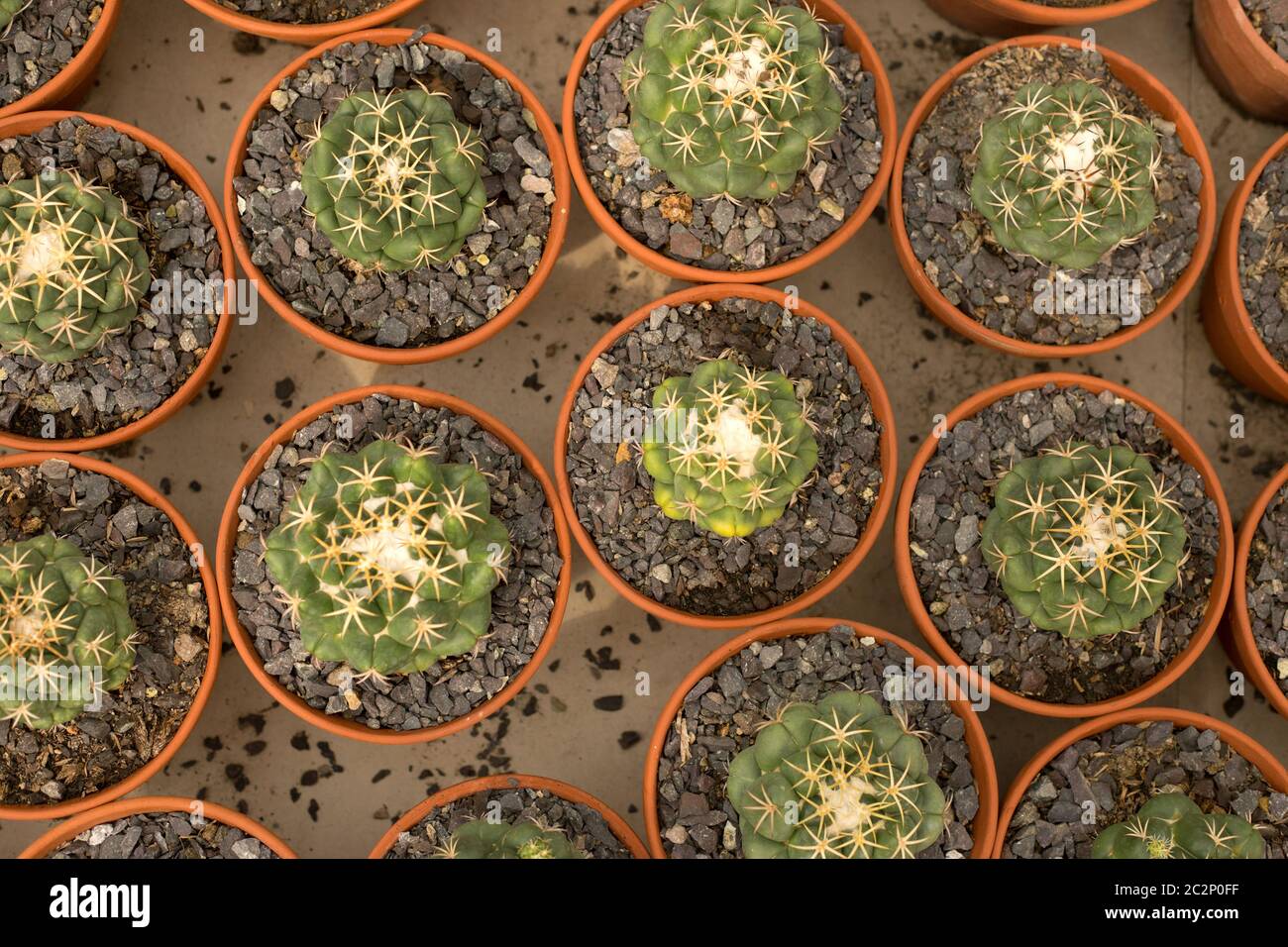 Many identical potted cacti plants. Decorative small cactus pattern ...