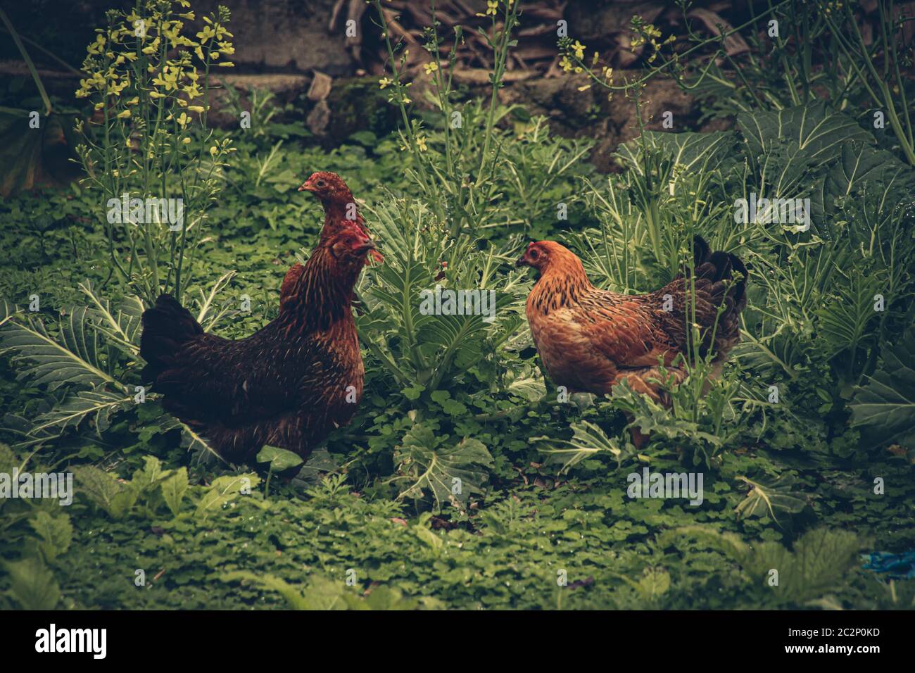 Free roaming native chickens in Ha giang, Vietnam that shows the ...