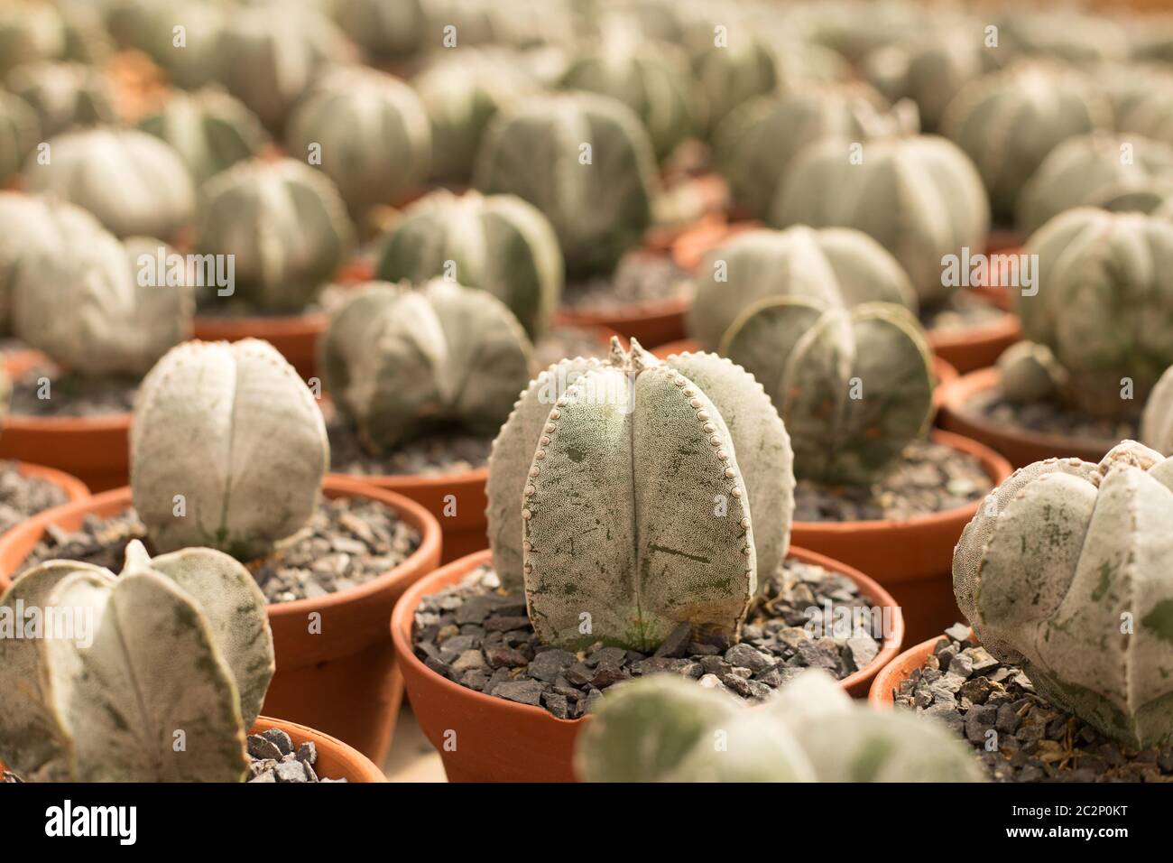 Many identical potted cacti plants. Decorative small cactus background ...