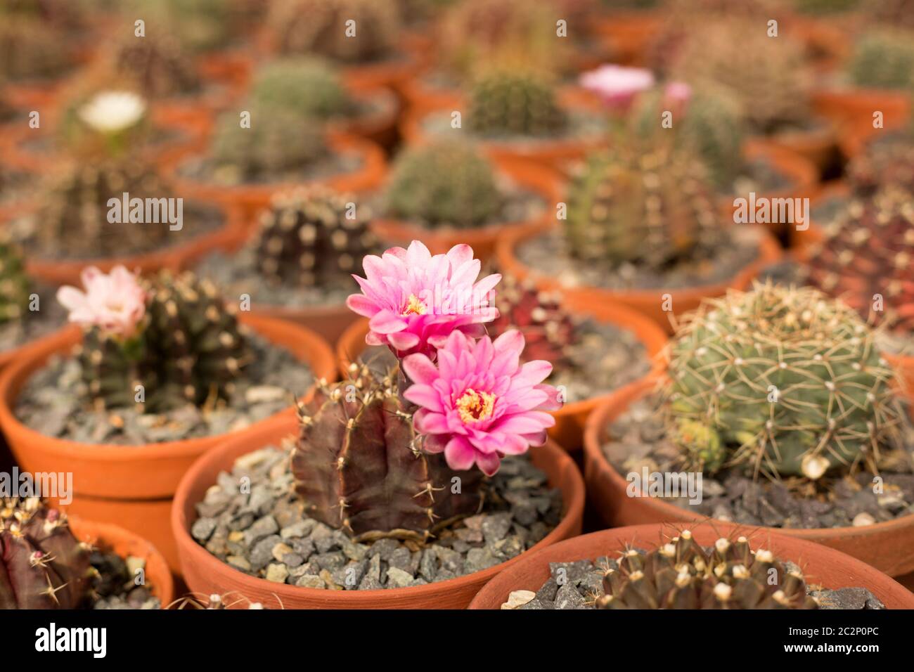 Close up small cactus with pink flowers on cacti blur background Stock ...